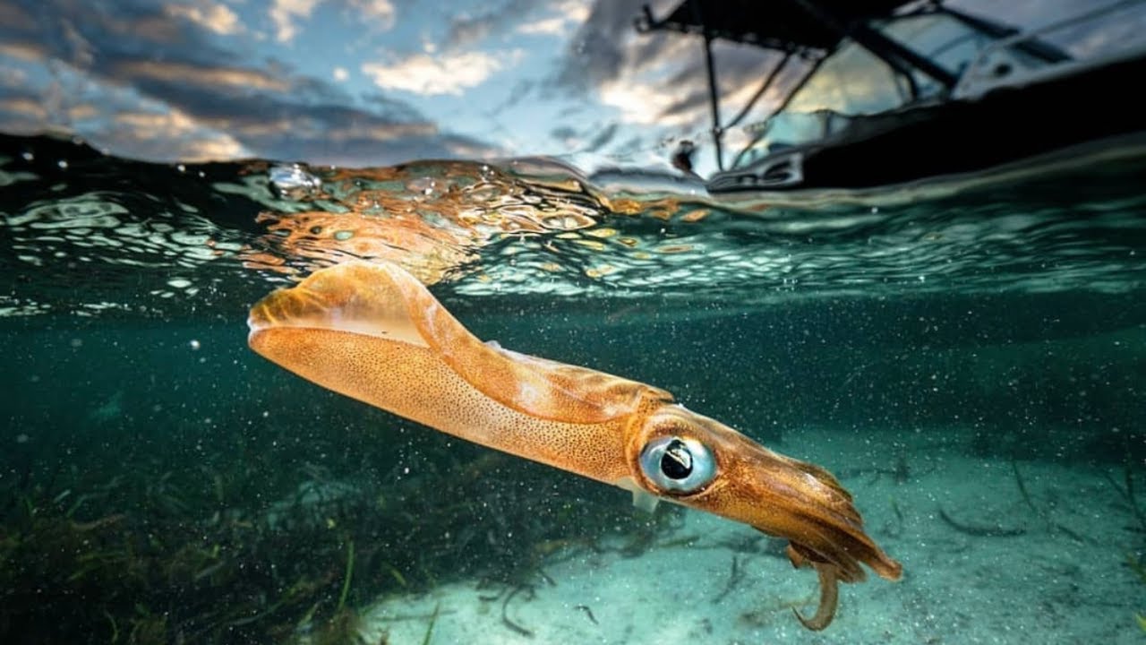 SQUIDDING TIPS! How to catch a delicious feed from Cockburn Sound ...