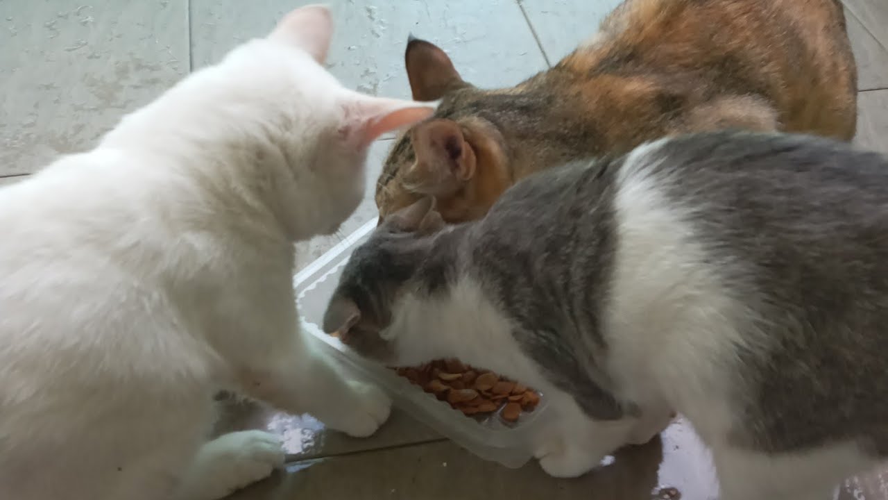 Today Cats & kittens are 659 and 564 & 513 & 507 & 500 & 409 & 335 ...