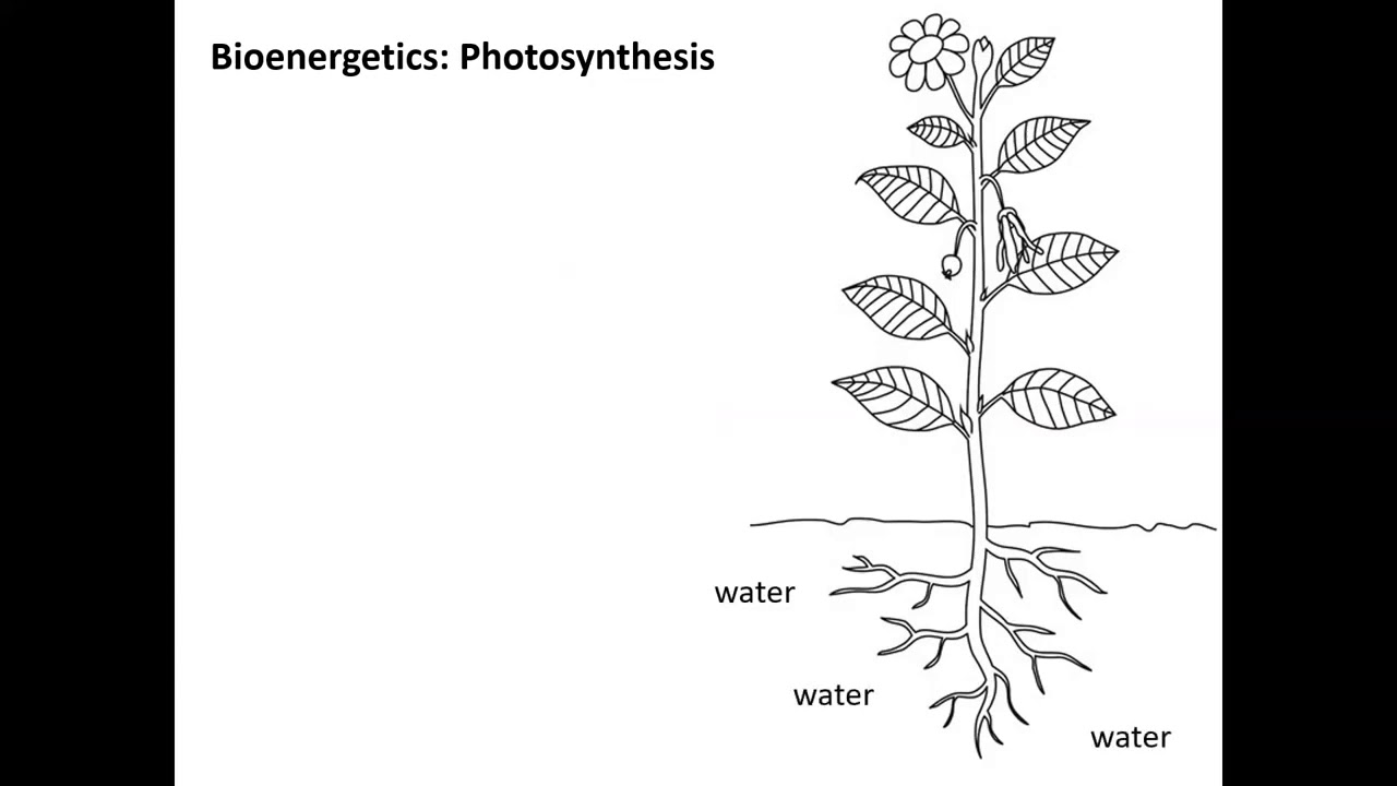 Bioenergetics Photosynthesis Lesson 1 - YouTube