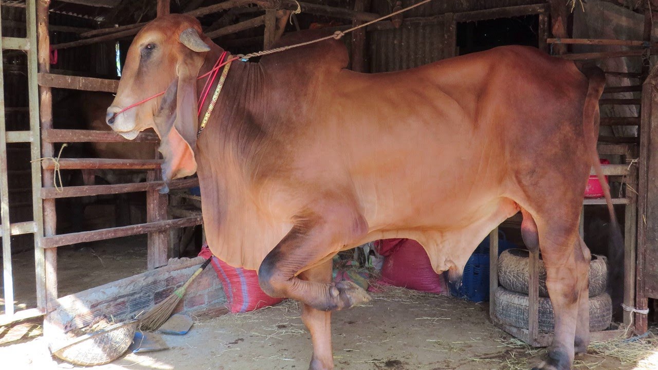 Red and handsome cow at countryside, 4k video - YouTube