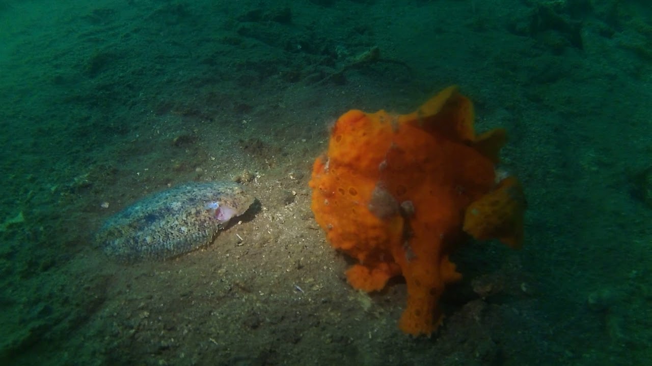 Frogfish eating - YouTube
