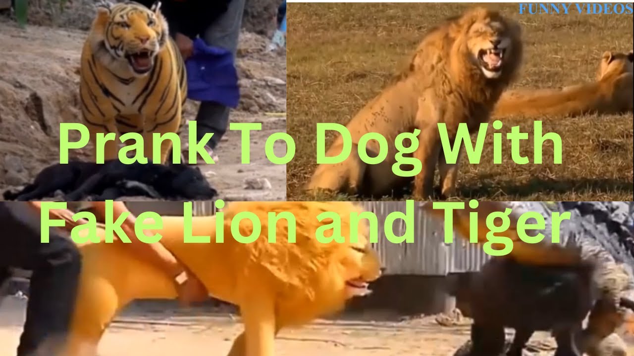 Prank To Dog With Fake Lion and Tiger | Huge Box Prank.Video of a Troll ...