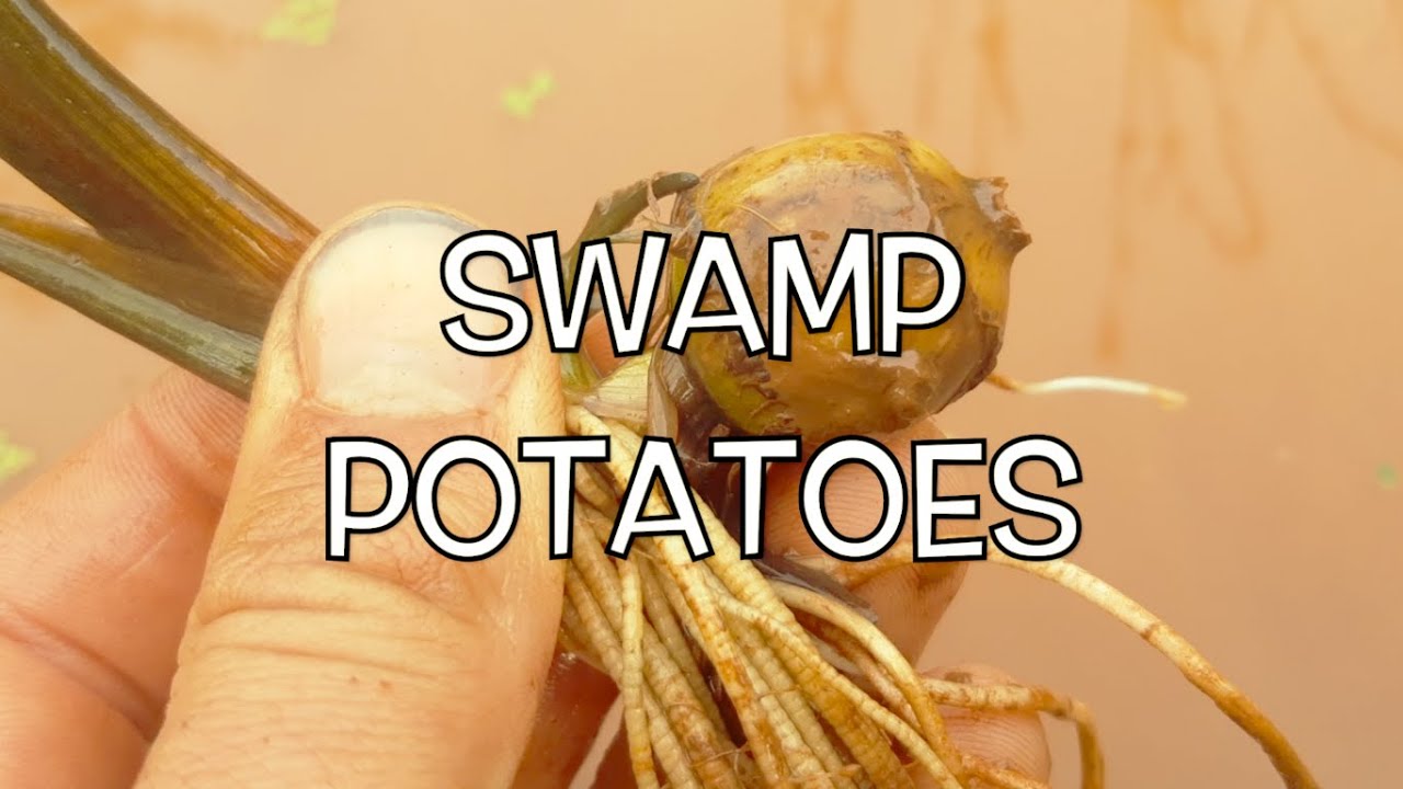 Swamp Potatoes: The Root Vegetable That Changed My Life - YouTube