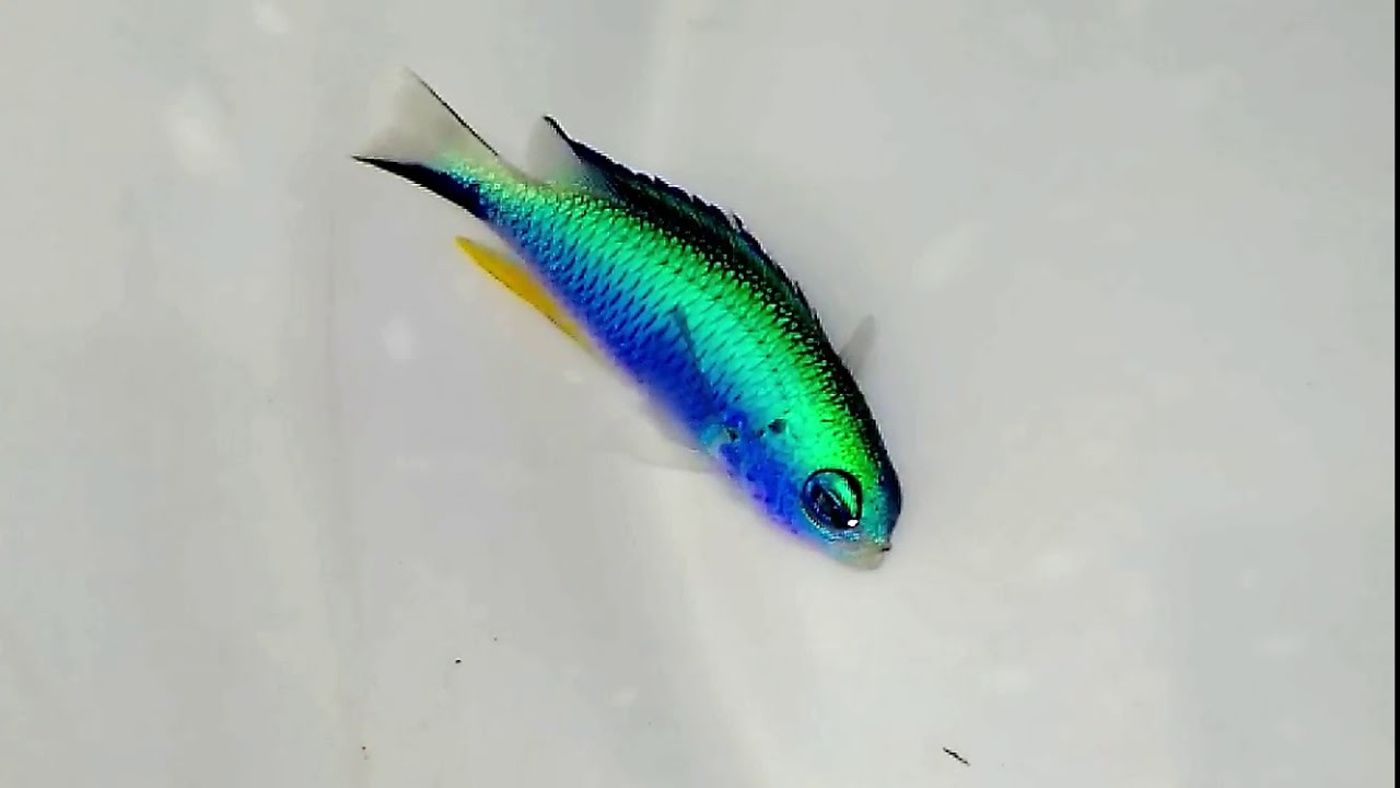Betok Laut-Betok Neon/Andaman damsel-( Pomacentrus alleni) - YouTube