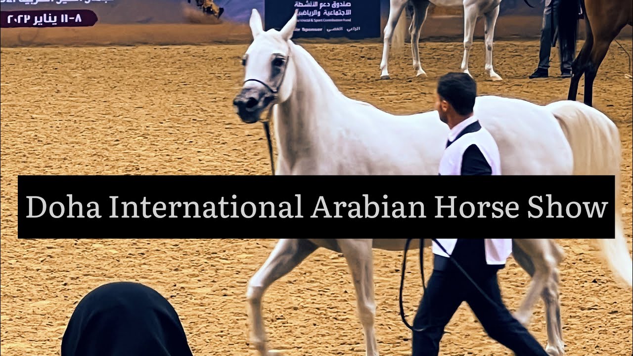 Arabian International Horse Show | Doha Qatar 2023 #horses #horseshow # ...