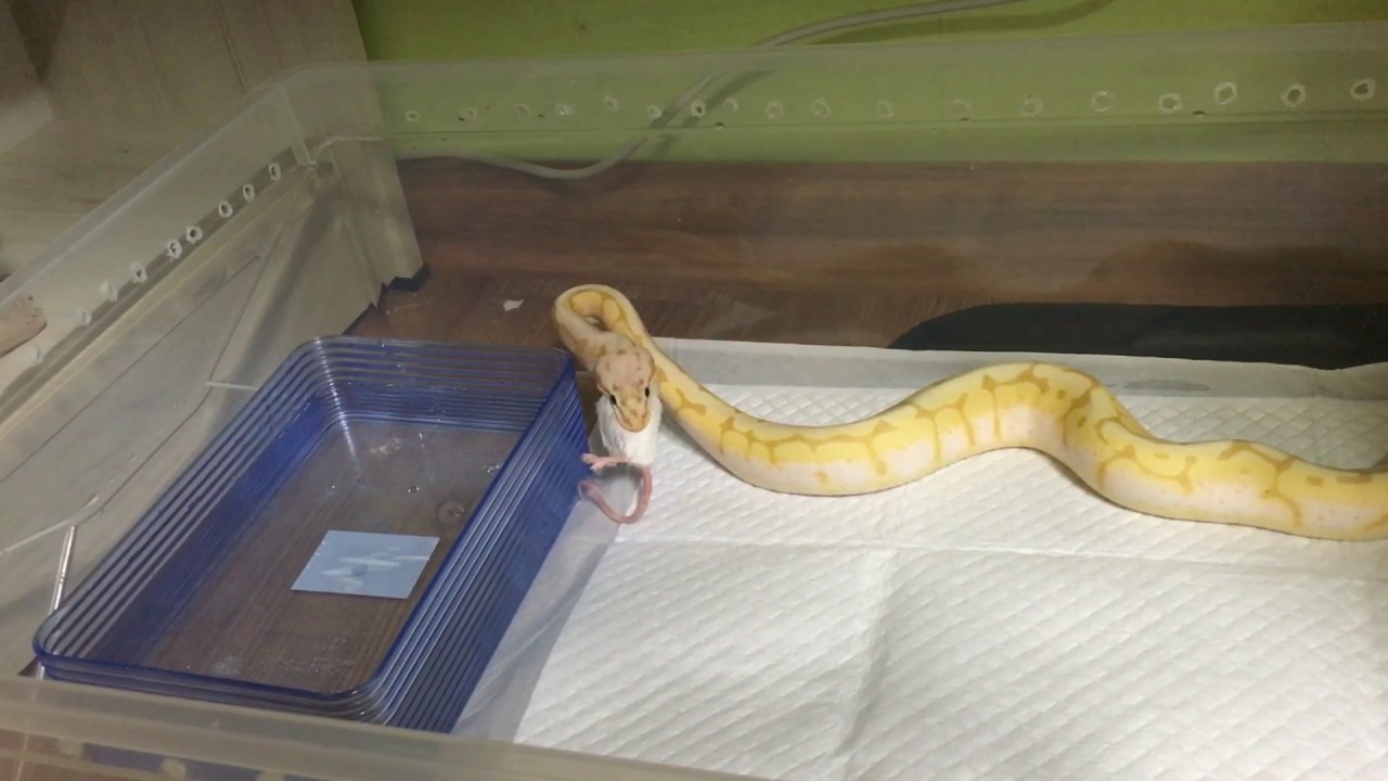Banana bumblebee ballpython feeding video - YouTube