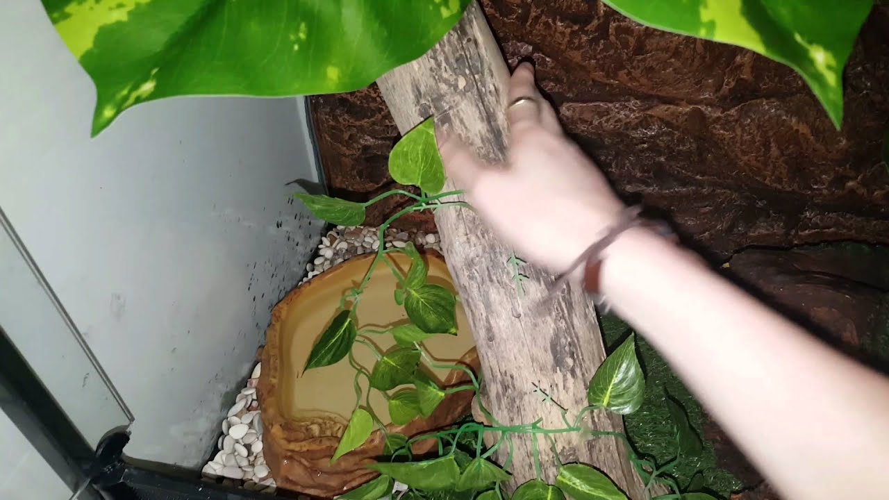 How to set up a Green Tree Frog Vivarium (Litoria caerulea) - YouTube