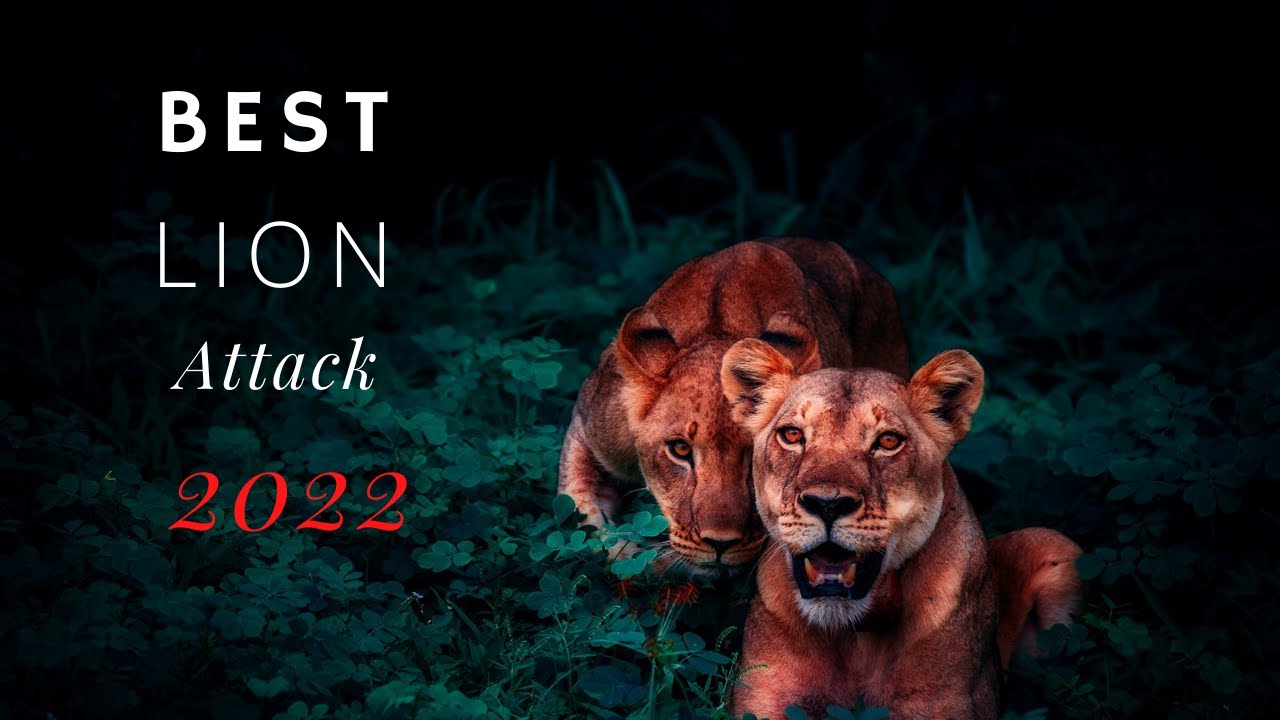 best lion attacks ever I lion attack elephant I lion attack buffalo I ...
