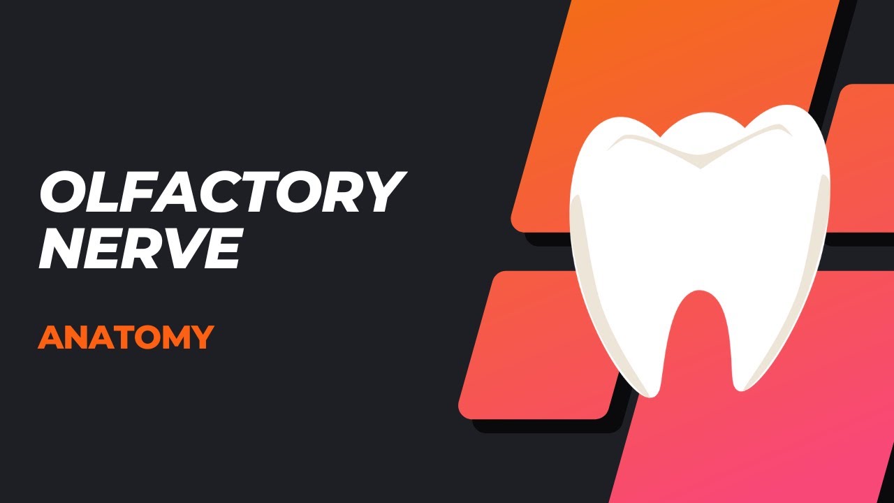 Olfactory Nerve Tamil YouTube olfactory-nerve-tamil-youtube