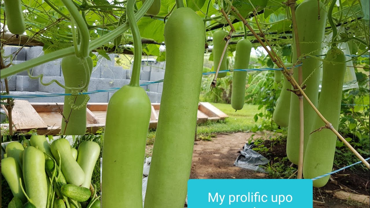 My bottle Gourd(Upo) garden in Guam, USA - YouTube