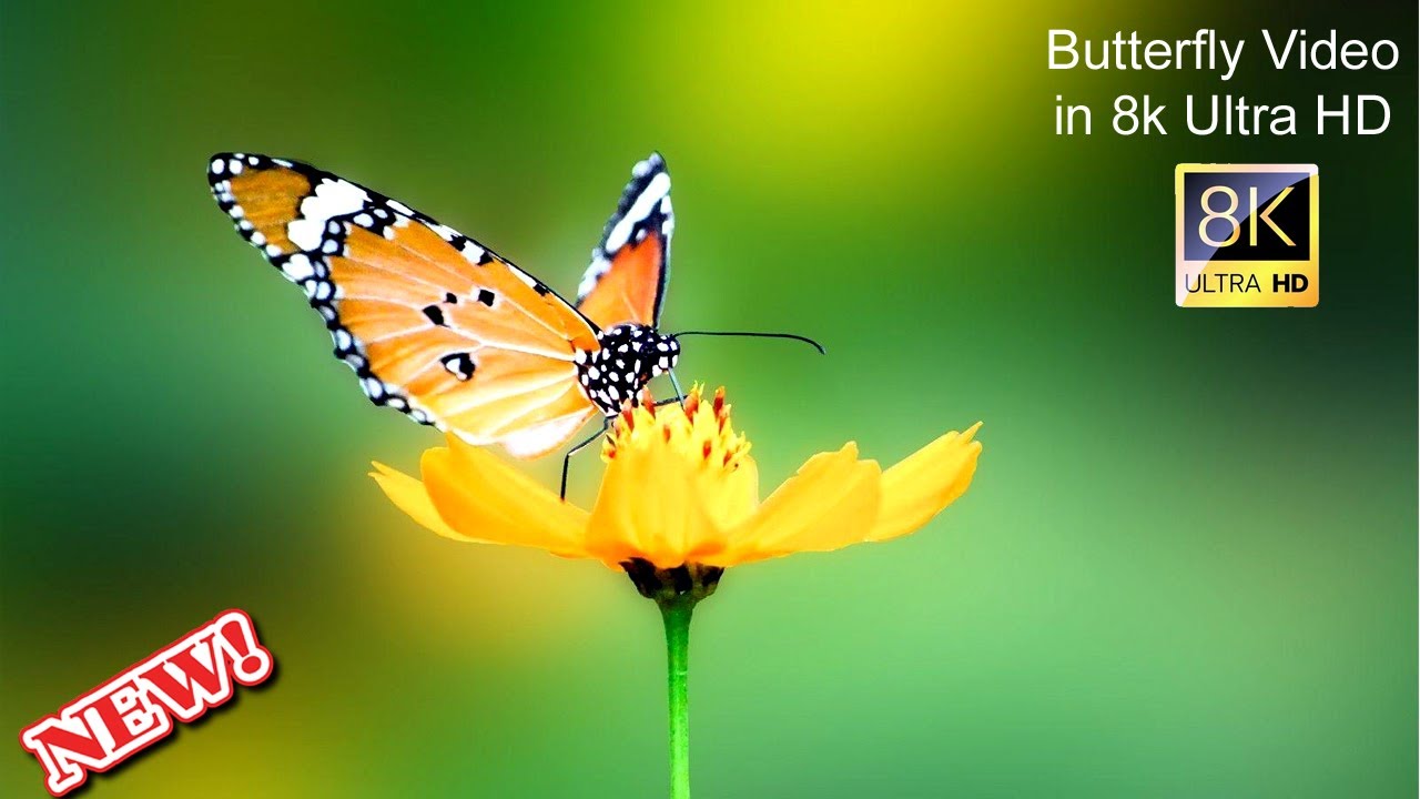 butterfly 8k HD video | Butterflies Flying in Slow Motion HD - Houston ...