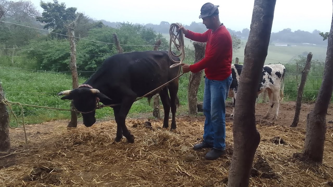 Veja como identificar um bovino com anemia + aplicação de medicamento ...