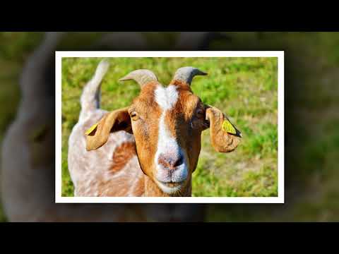 Çameli
