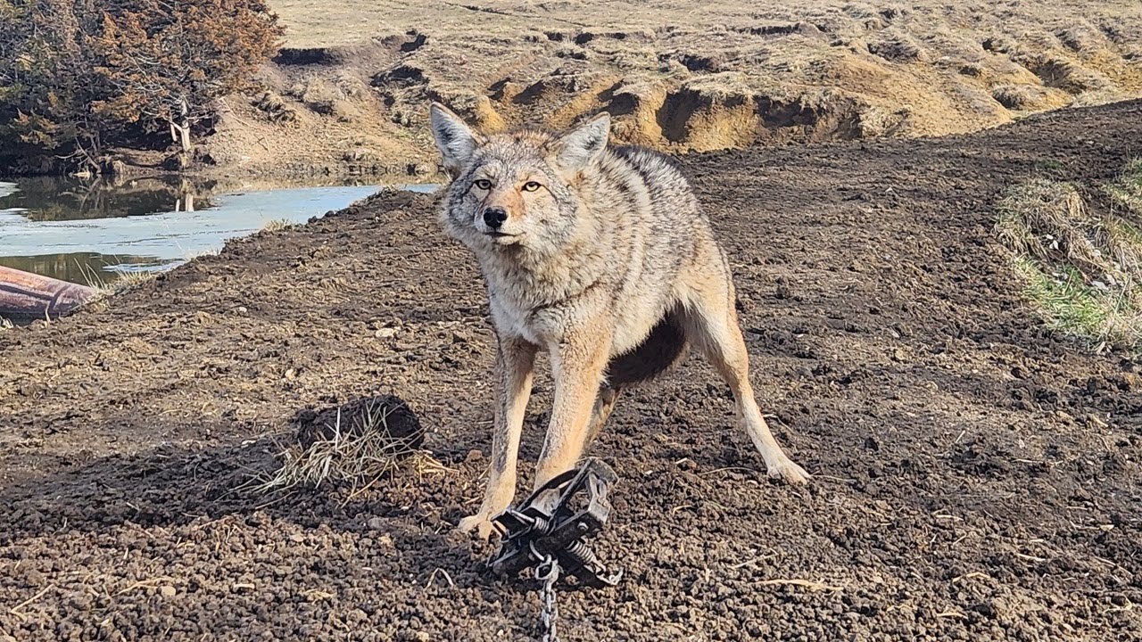 COYOTE TRAPPING Catches and Strategy! Coyotes #63-#74 | S5 Ep 18 - YouTube