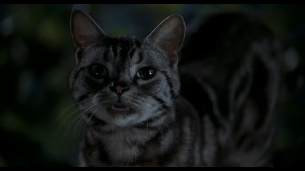 Stuart Little funny scene in Hindi - 2 😆 - YouTube