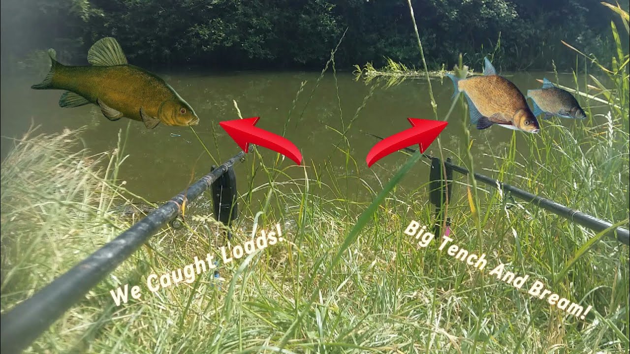 These Tench And Bream Were HUGE! - YouTube