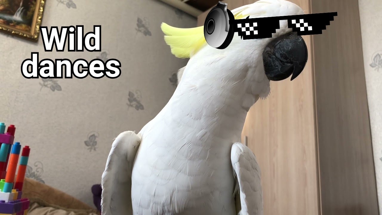 MEME PARROTS: Wild Songs and Dances of Parrots😅 | Funny - YouTube
