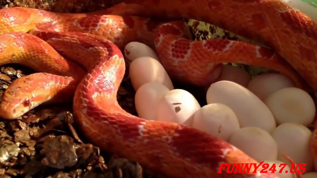 Snake Breed Mating And Laying Eggs - YouTube