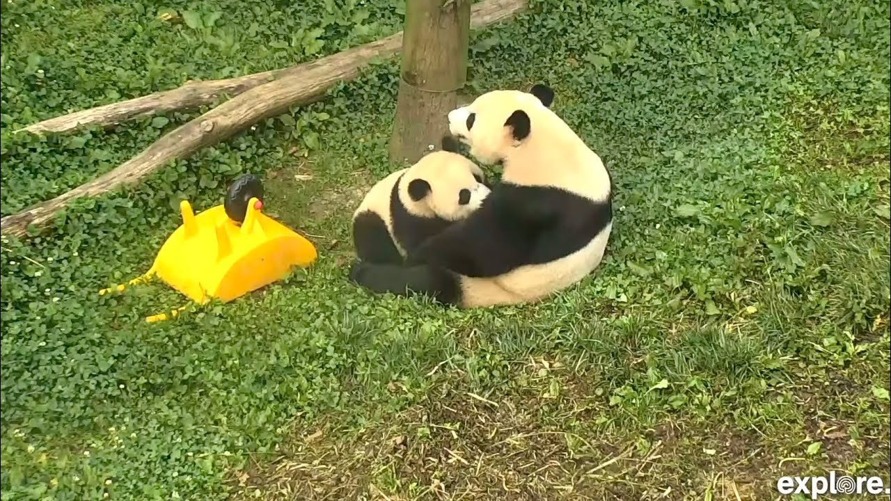 My Mom Is Bao Bao 7-01-2022 - YouTube