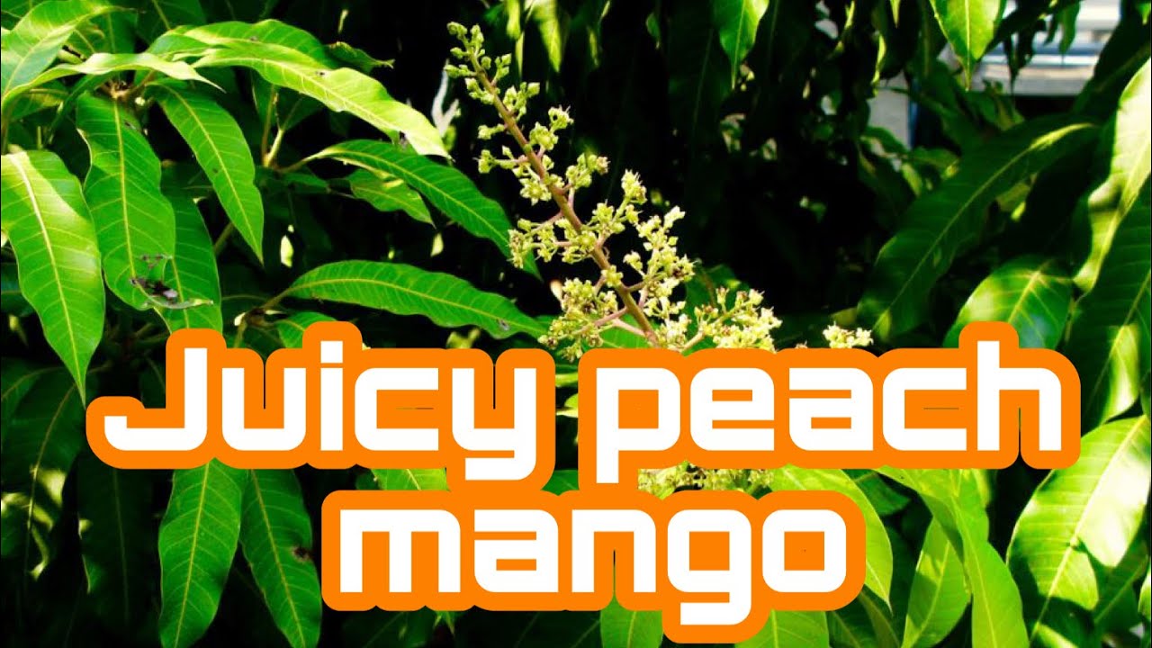 Juicy peach mango tree flowering - YouTube