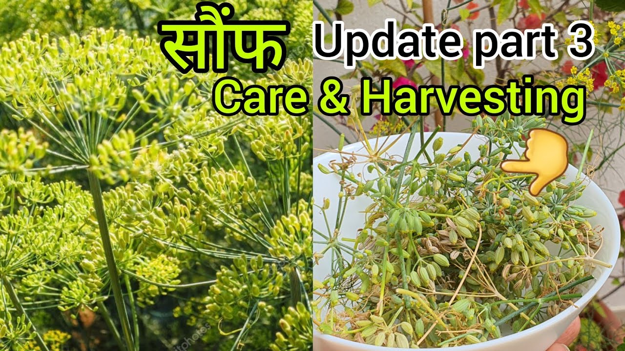 How To Grow,Care & Harvest Saunf (सौंफ) In A Container / Fennel Care ...
