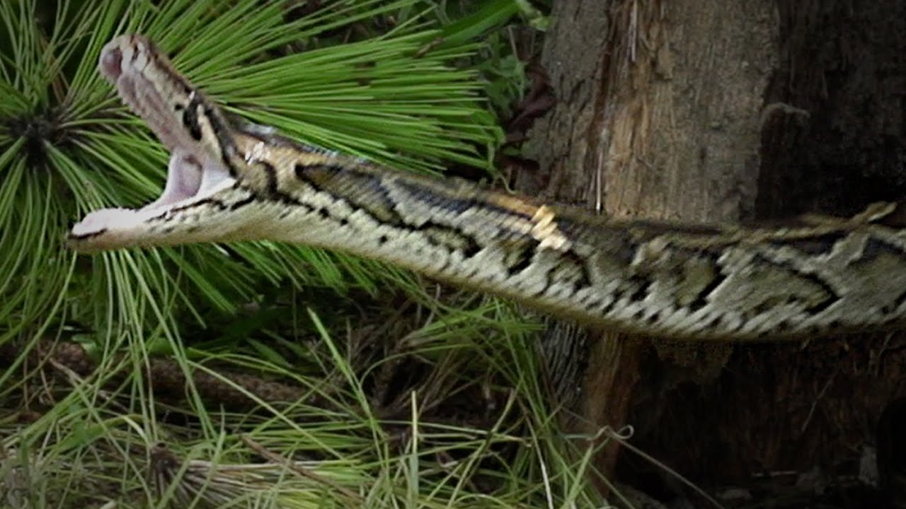 Python vs Killer Toad 05 Mirrored - YouTube