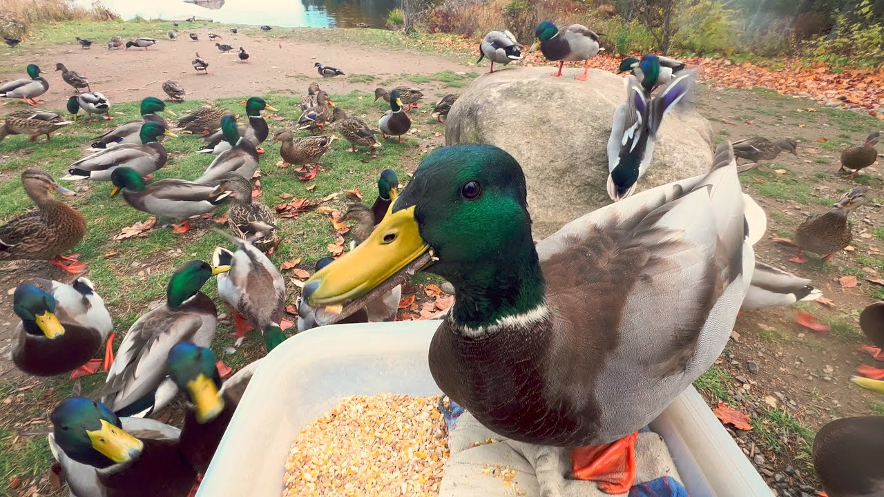 Scooping Ducks - YouTube