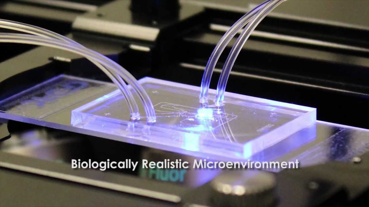 CFDRC's SynVivo In Action - YouTube