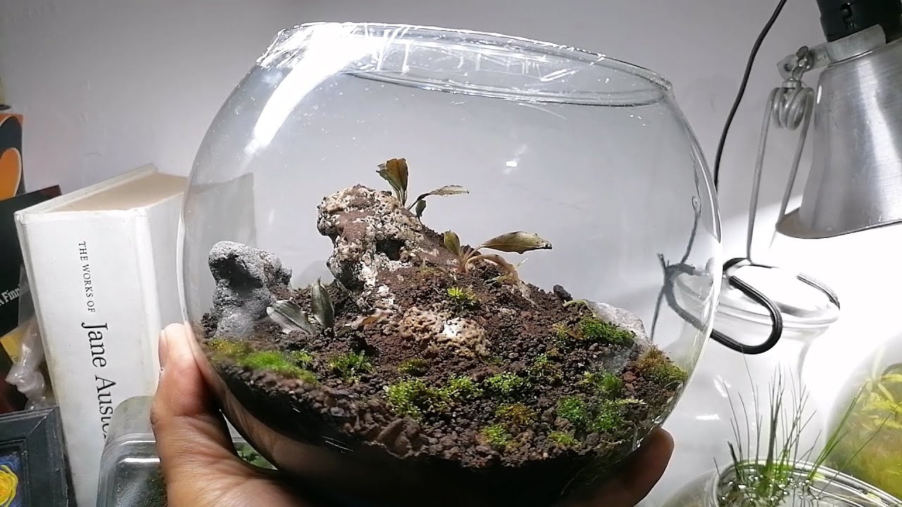 Making a Bucephalandra and Moss Terrarium - YouTube