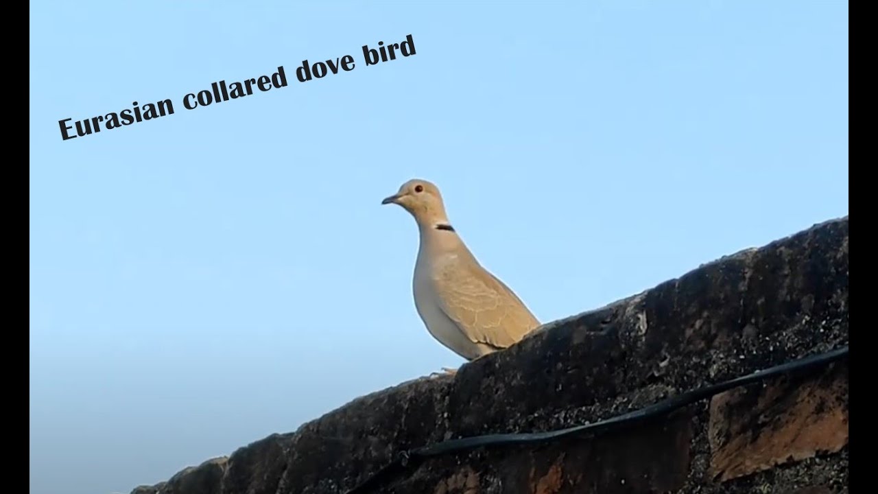 Dove Bird India - Eurasian collared dove - YouTube