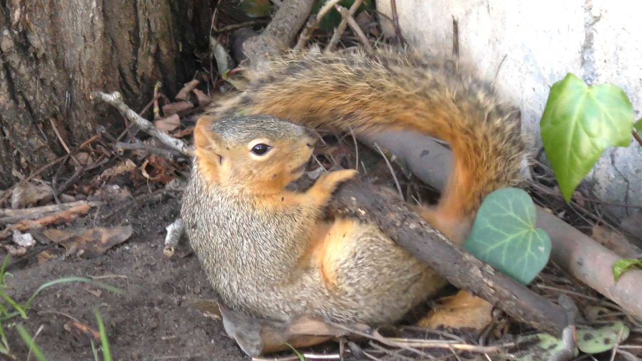 Funny Squirrel Playing with Stick - Cutie - YouTube