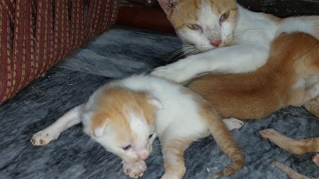 Protective Mother cat Carrying her kittens to safe place - YouTube