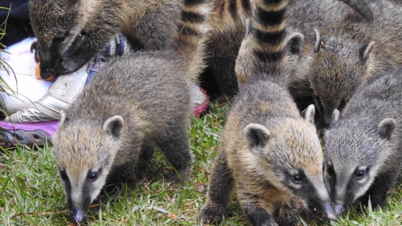 FILHOTES DE QUATI - YouTube