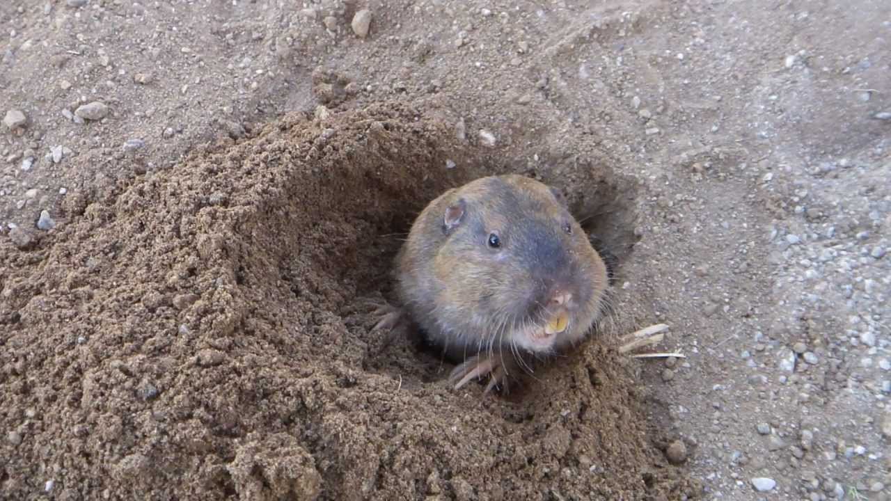 Gopher "Wild" - YouTube