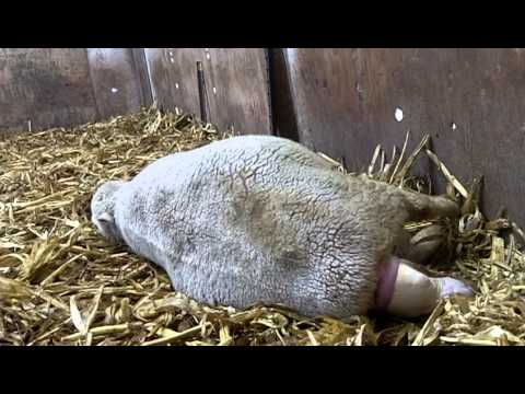 Lamb Birth - YouTube