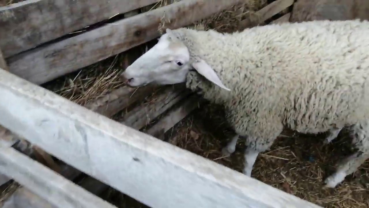 Tetanus in Sheep - YouTube