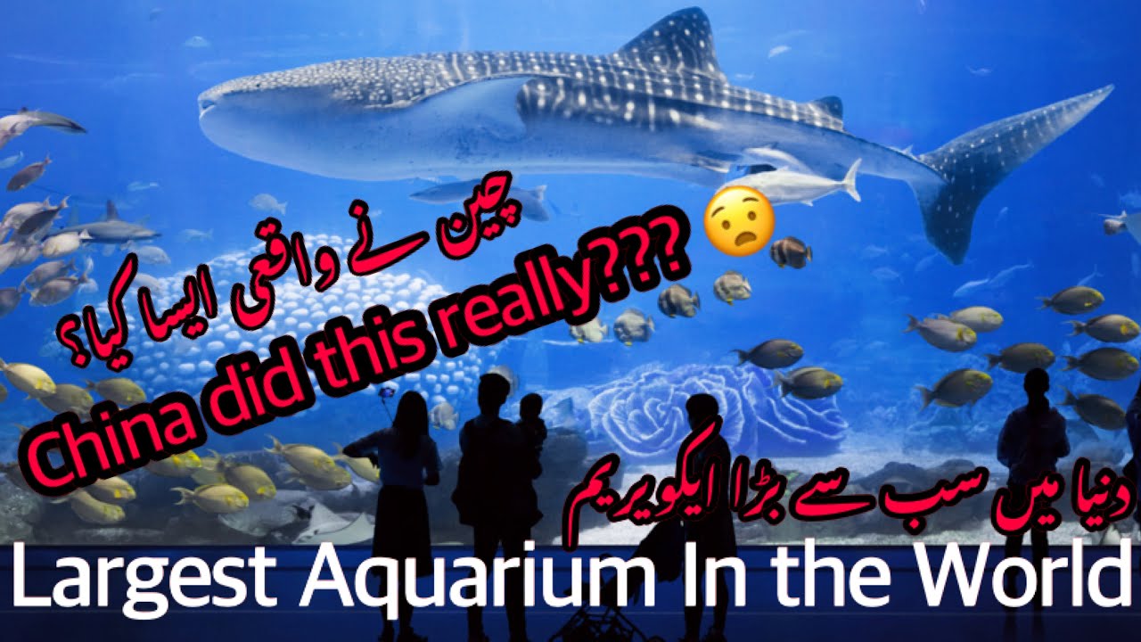 Chimelong Ocean Kingdom Zhuhai China 🇨🇳 | World’s Largest Aquarium in ...