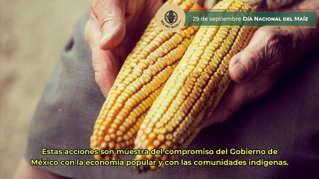 Día Nacional del Maíz - YouTube