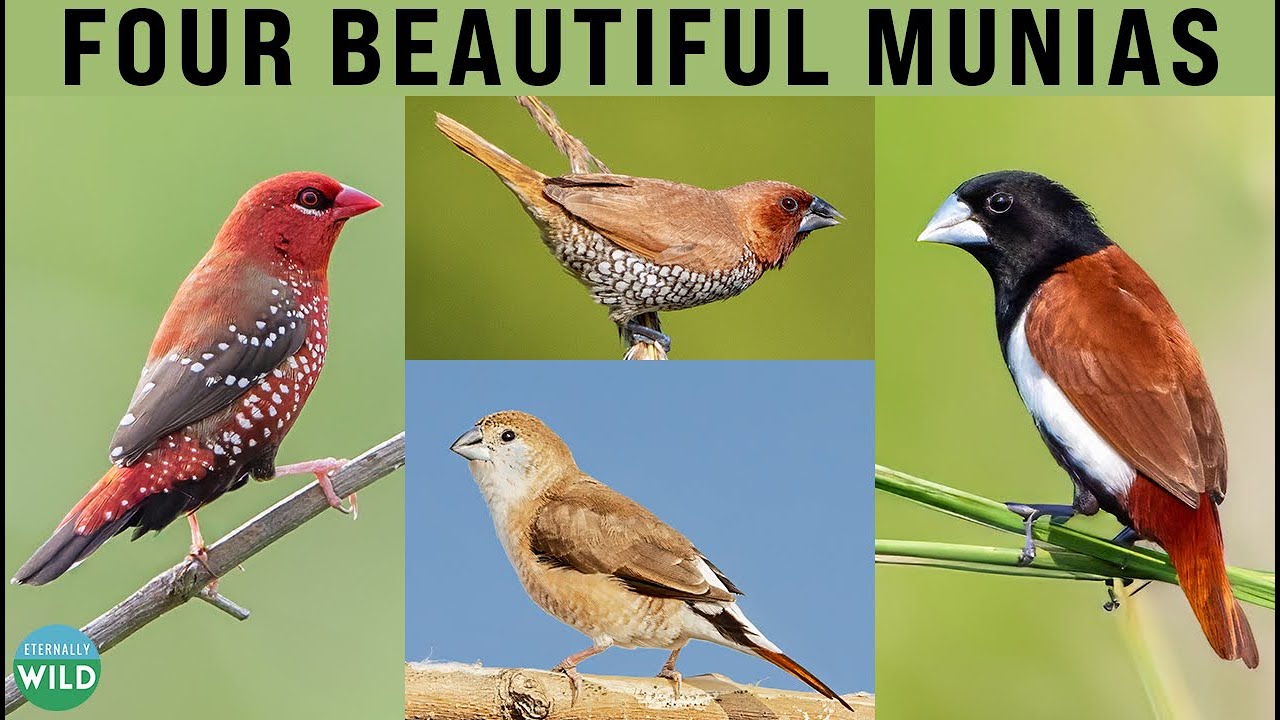 Four Beautiful Munias And Their Enchanting Songs - YouTube