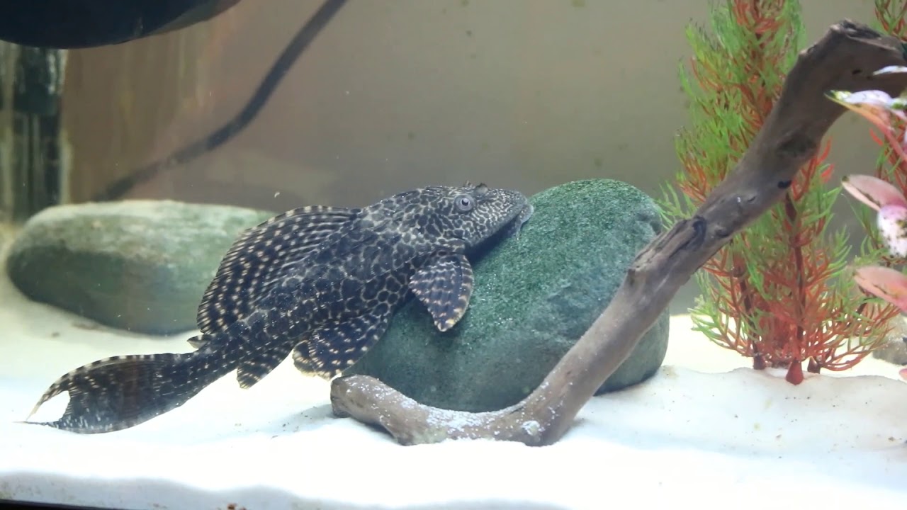 pleco ( γλυφτης ) - YouTube