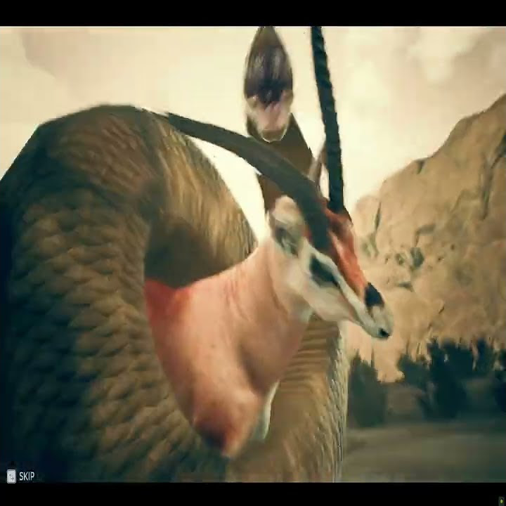 African Rock Python kill Dorcas Gazelle - YouTube