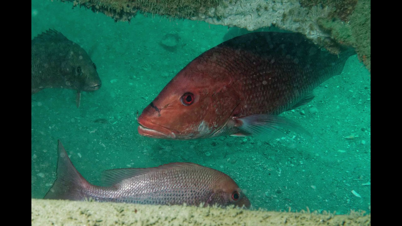 MB151 Jon Dodrill's Reef, 16 Jun 2019 - YouTube
