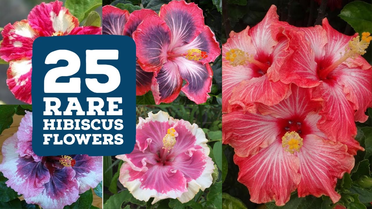 Rare Hibiscus
