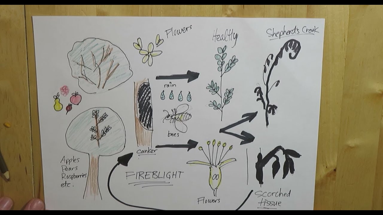 Simplified disease cycle of Fireblight - YouTube