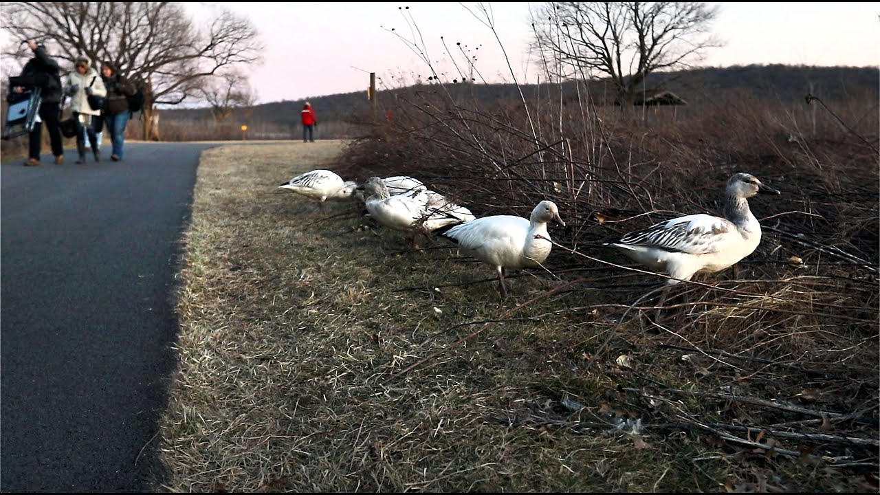 SNOW GEESE: UP CLOSE with geese at Middle Creek Pa. Wildlife Management ...