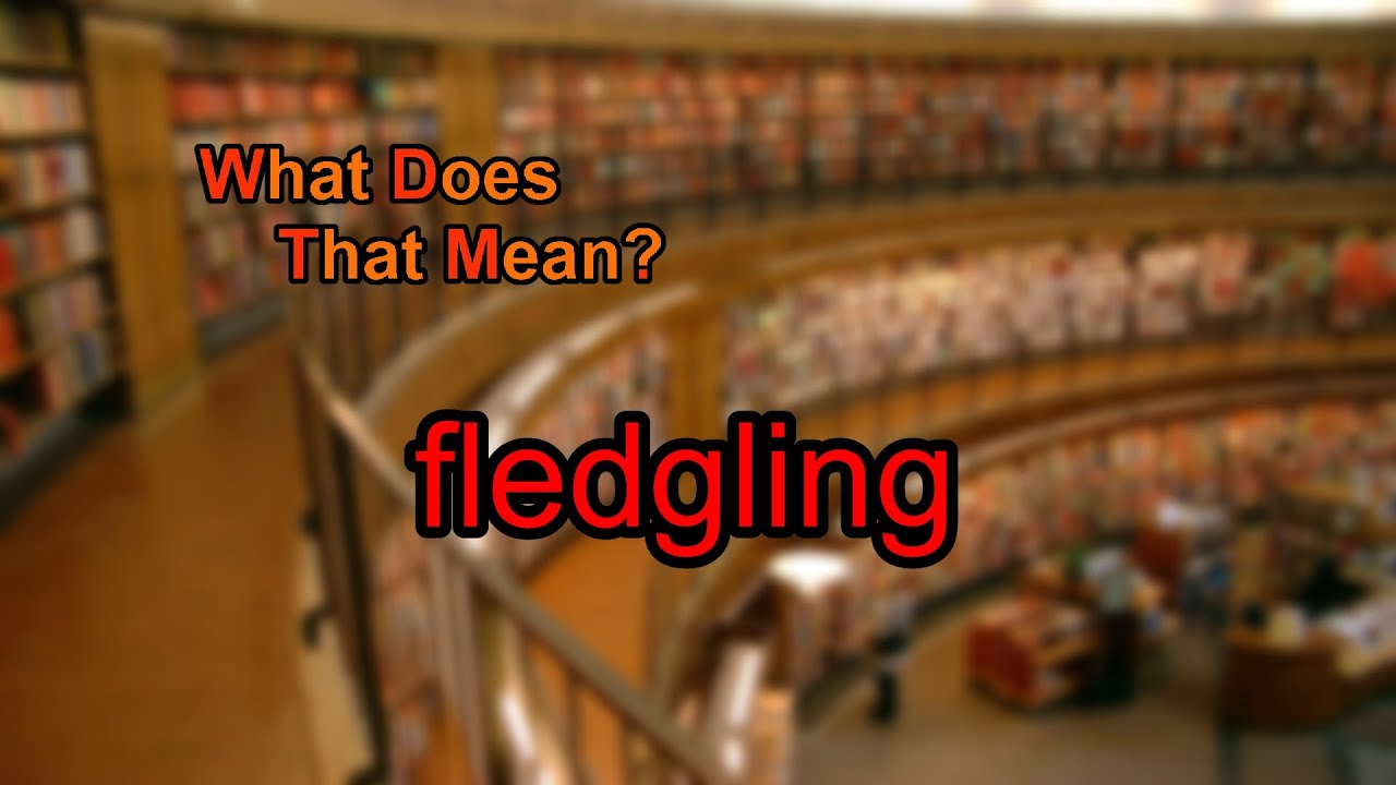 What does fledgling mean? - YouTube