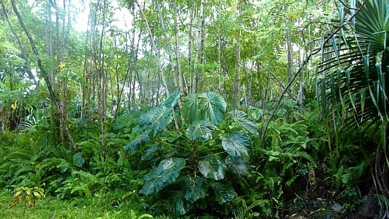 Raining in the Jungle - YouTube