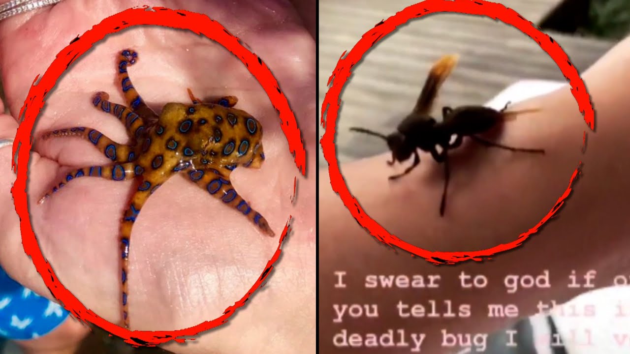 These Animal Interactions Were Close Calls With Danger - YouTube