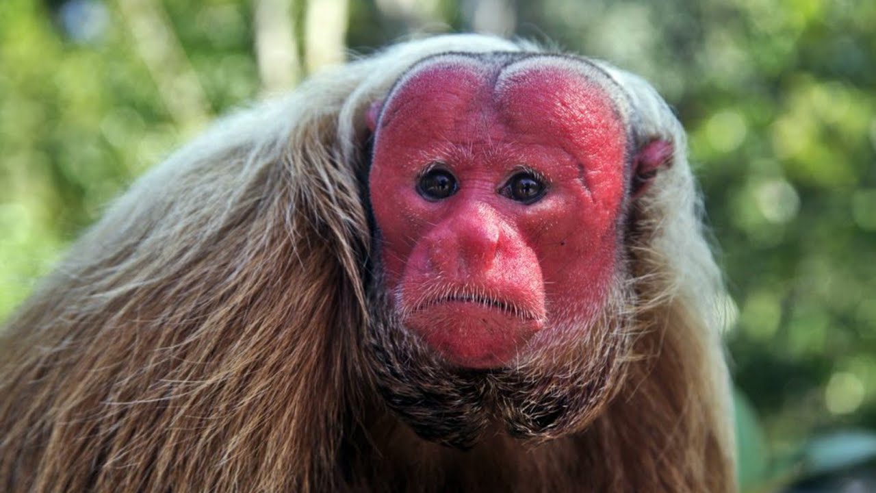 Red face monkey eating leafs ||red face monkey ||@Gama+ - YouTube