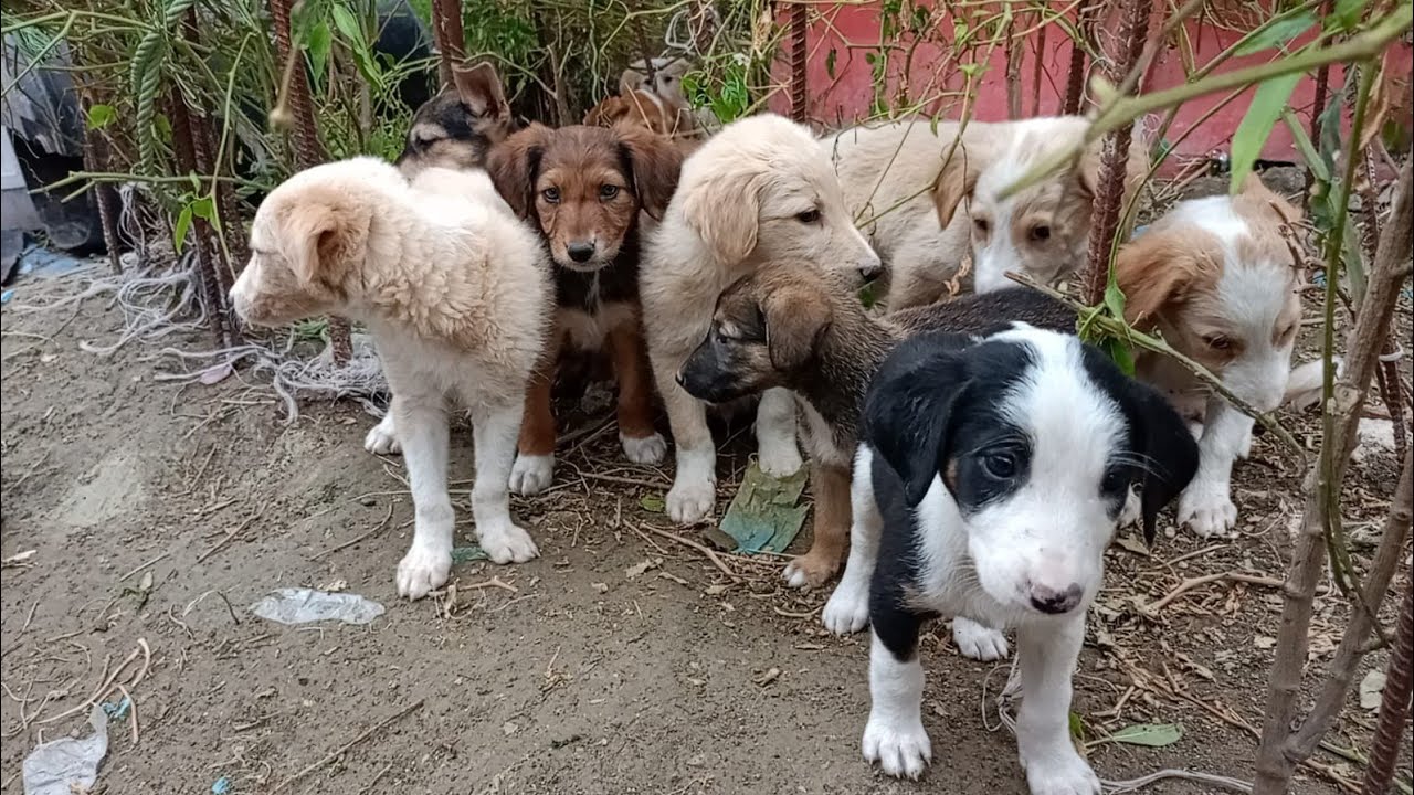 Abandoned Street Puppies Rescue | Dog rescue videos | Save puppies ...